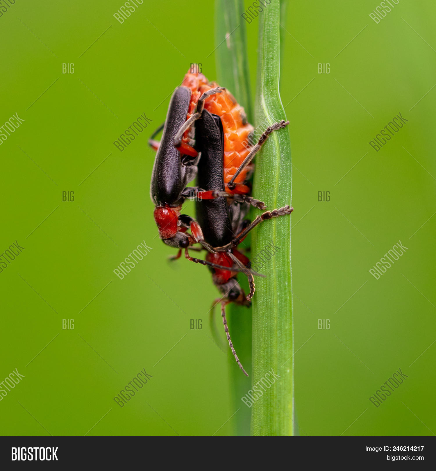 Two Beetles Make Love Image And Photo Free Trial Bigstock