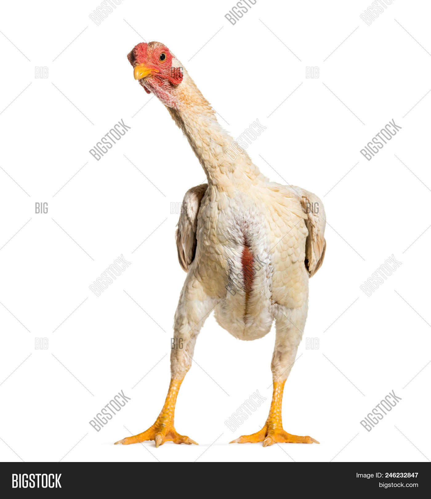 Shamo Shamo Known Image & Photo (Free Trial) | Bigstock