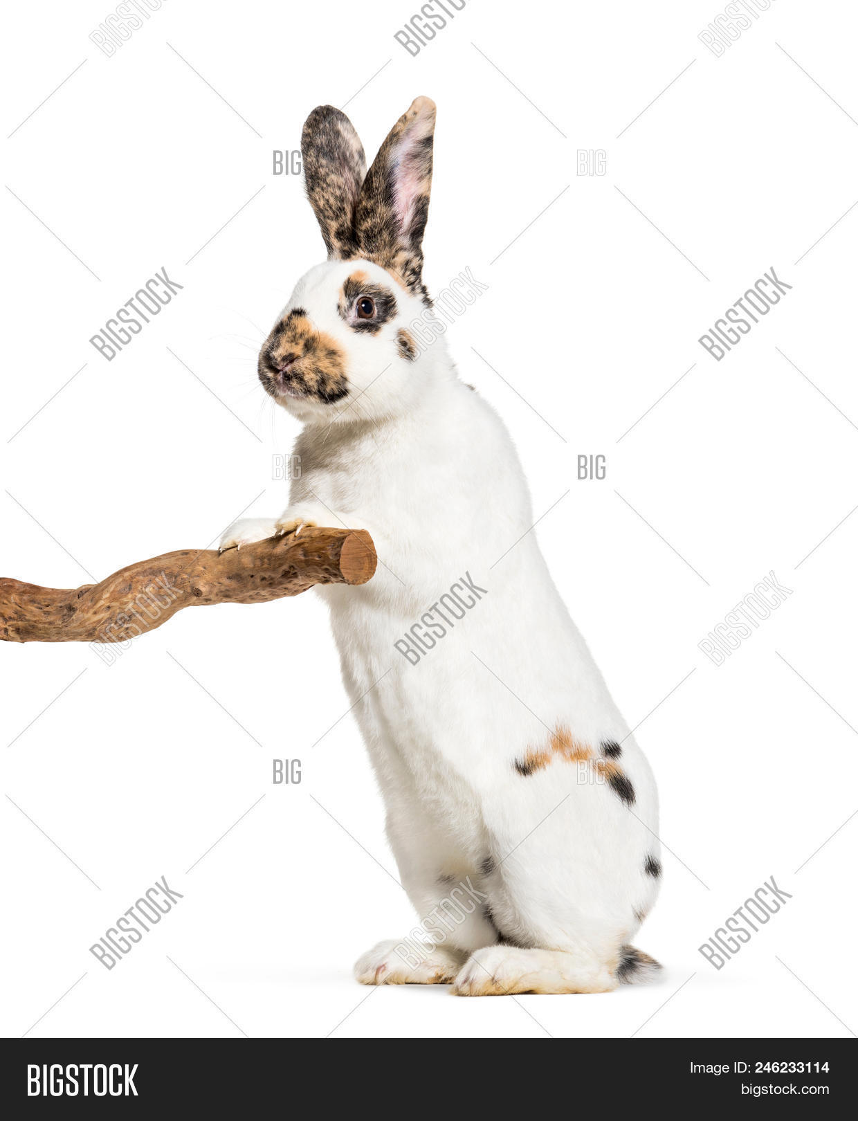 Checkered Giant Rabbit Full Grown