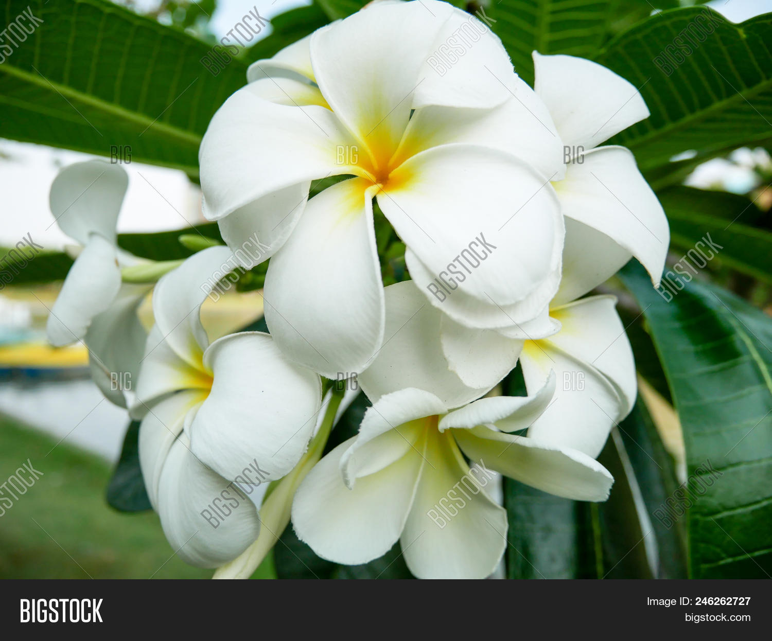 Champa Flowers Near Image & Photo (Free Trial) | Bigstock