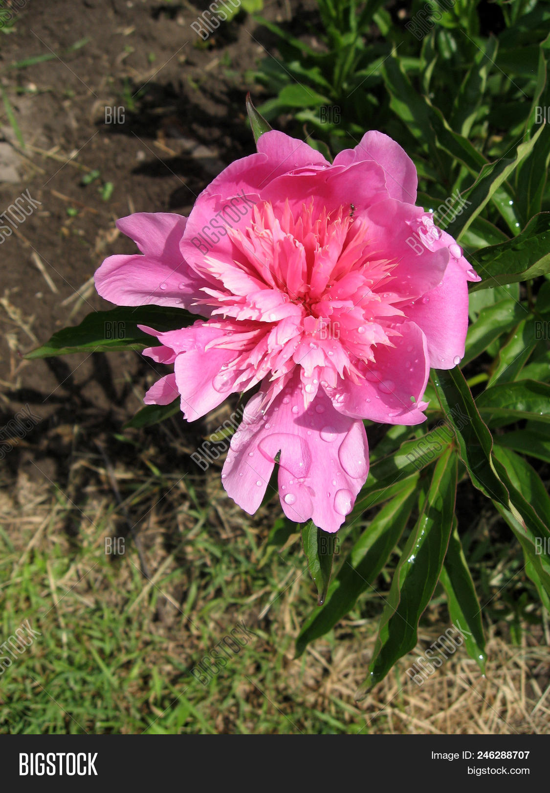 Pink Peonies Garden. Image & Photo (Free Trial) | Bigstock