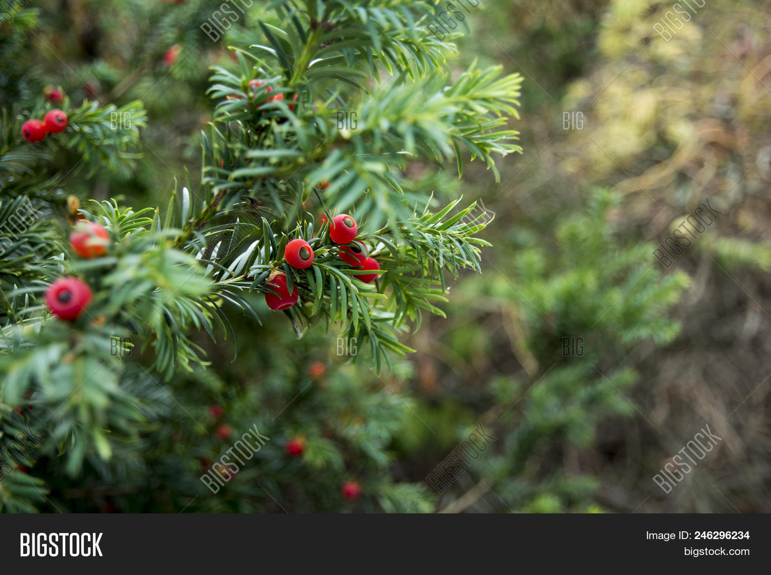 Green Branches Yew Image & Photo (Free Trial) | Bigstock