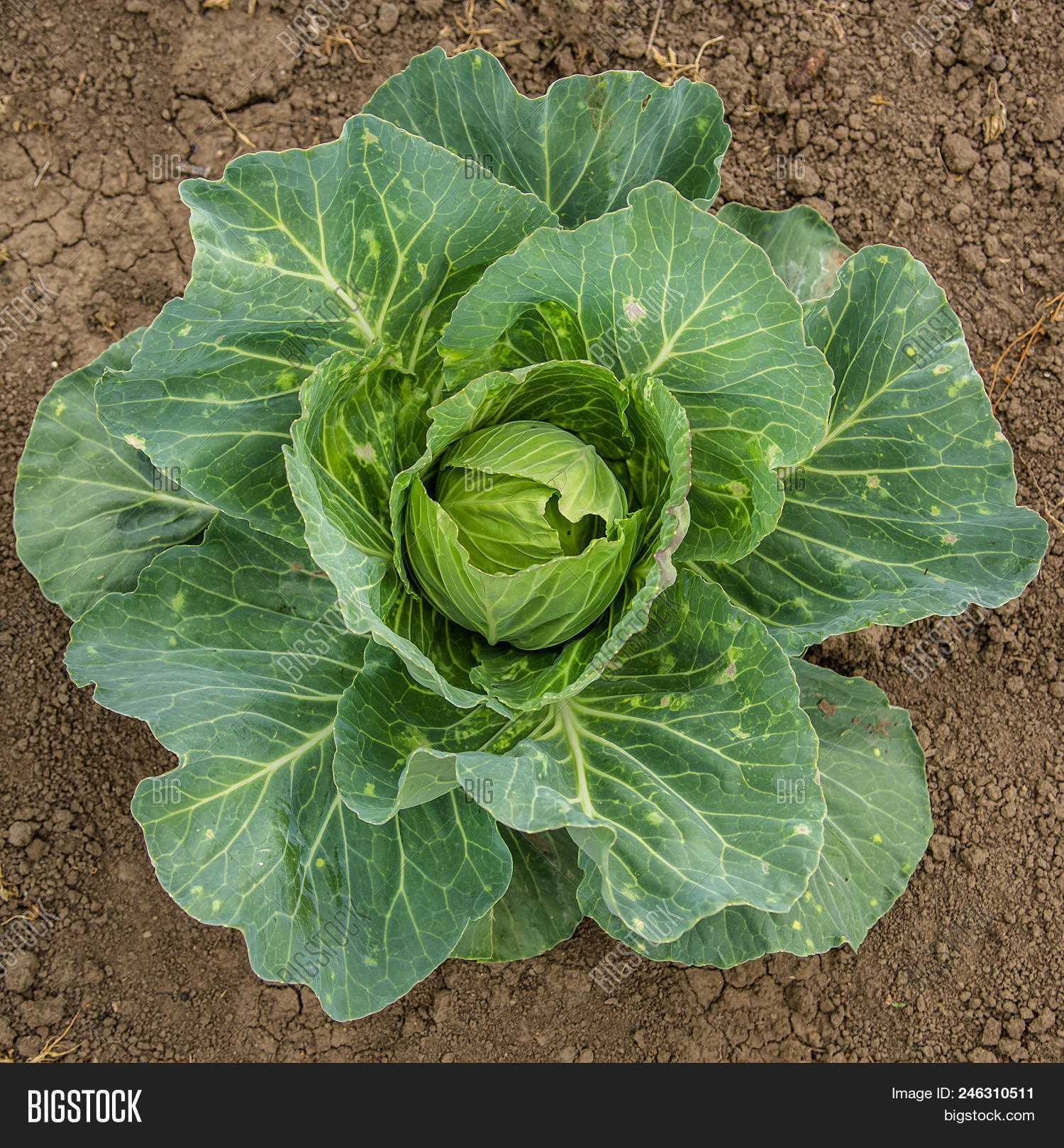 Cabbage Plantation Image & Photo (Free Trial) | Bigstock