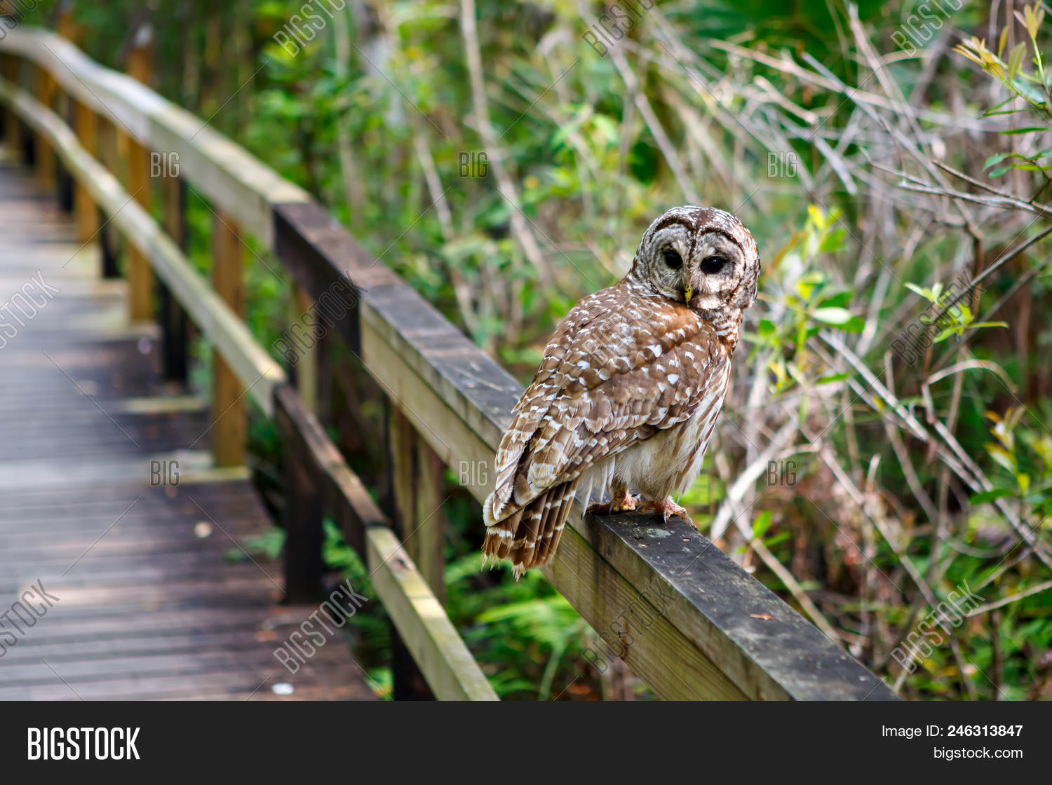Owl Florida Wetland, Image & Photo (Free Trial) | Bigstock