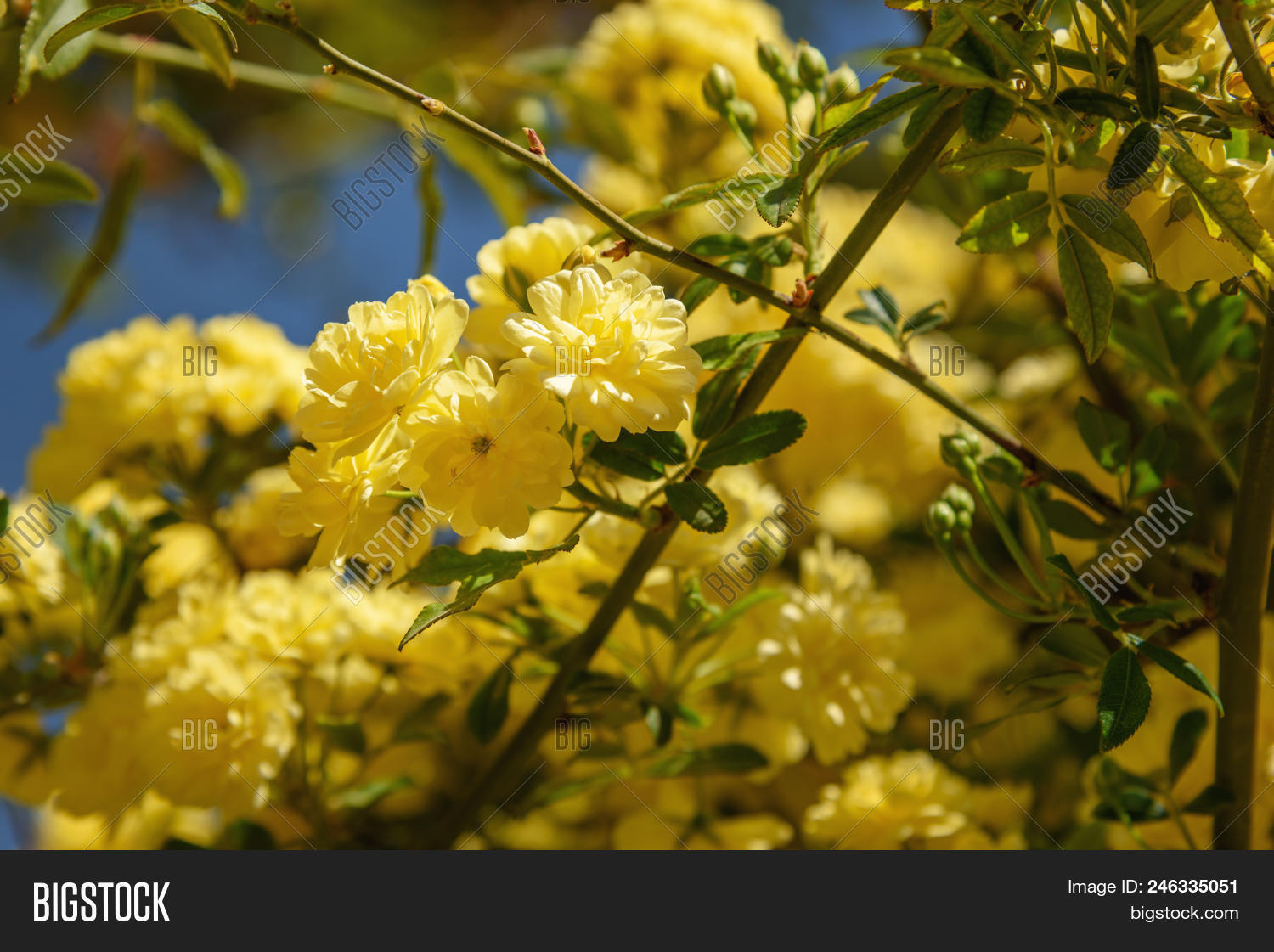 Rosa Foetida. Persian Image & Photo (Free Trial) | Bigstock