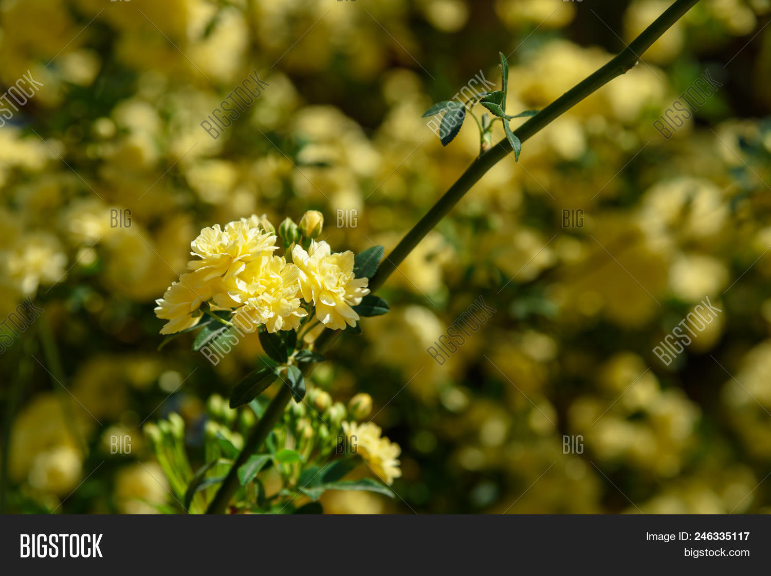 Rosa Foetida. Persian Image & Photo (Free Trial) | Bigstock