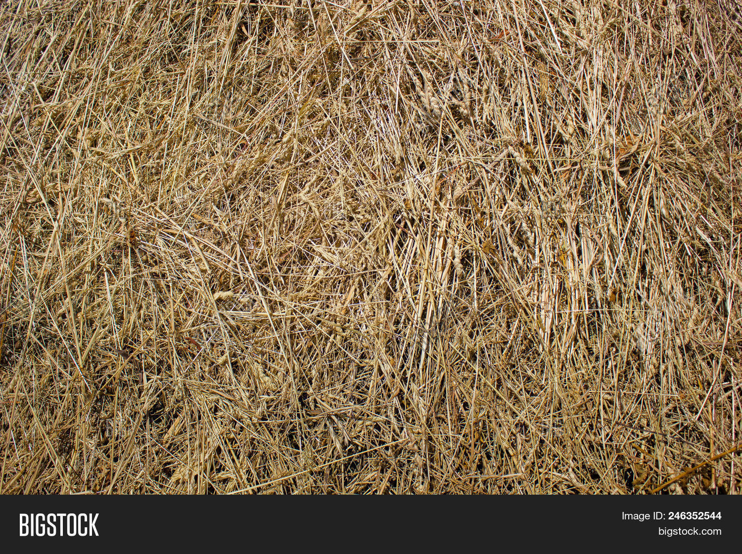 Reeds Texture. Straw Image & Photo (Free Trial) | Bigstock