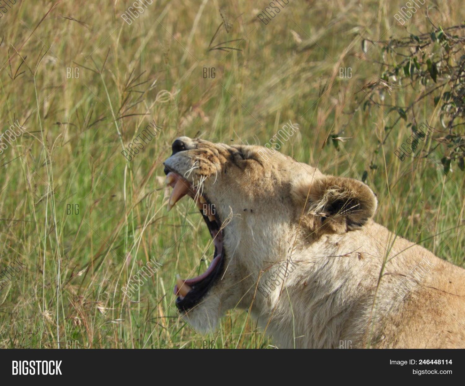 Lioness Yawning ( Image & Photo (Free Trial) | Bigstock