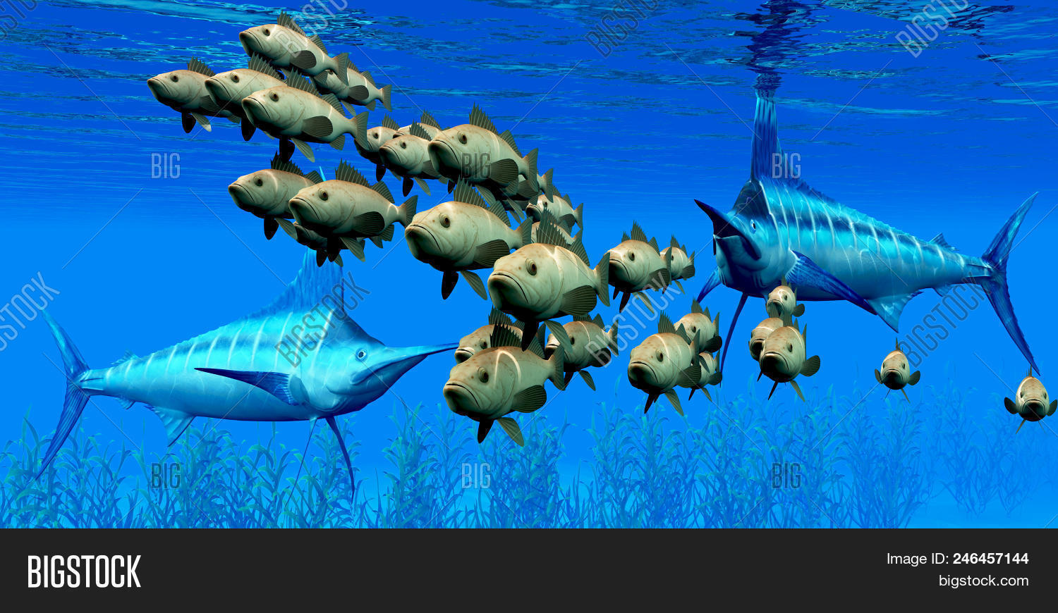 Marlin Hunt Bocaccio Image & Photo (Free Trial) | Bigstock