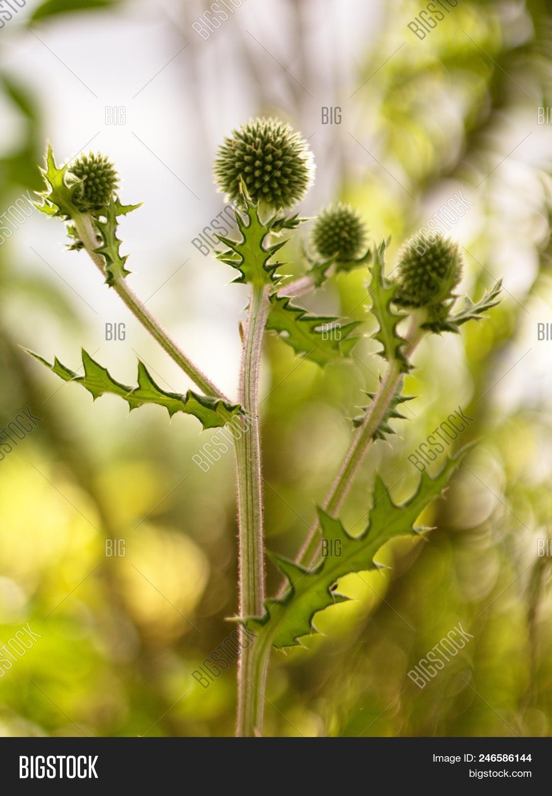 Echinops Image & Photo (Free Trial) | Bigstock