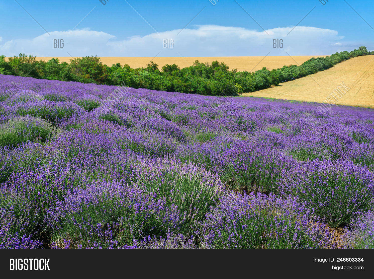Lavender Field Image & Photo (Free Trial) | Bigstock