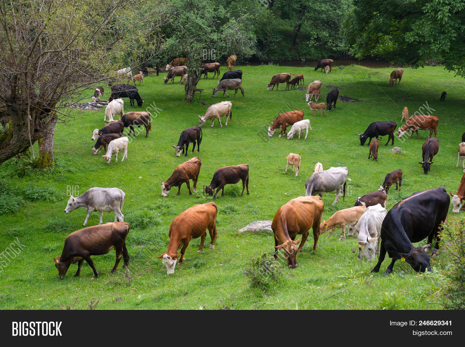 Bos Taurus. Cows Bulls Image & Photo (Free Trial) | Bigstock