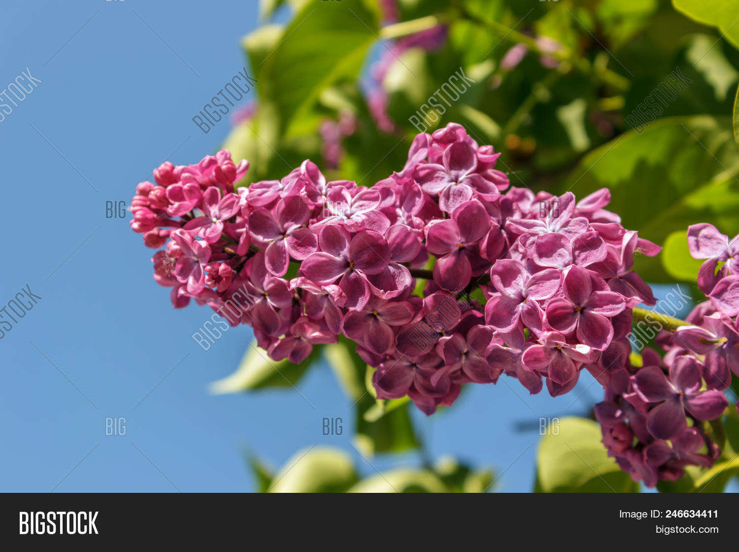 Branch Violet Purple Image & Photo (Free Trial) | Bigstock