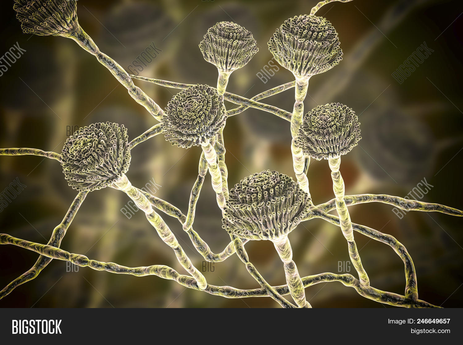 Fungi Aspergillus, Image & Photo (Free Trial) | Bigstock