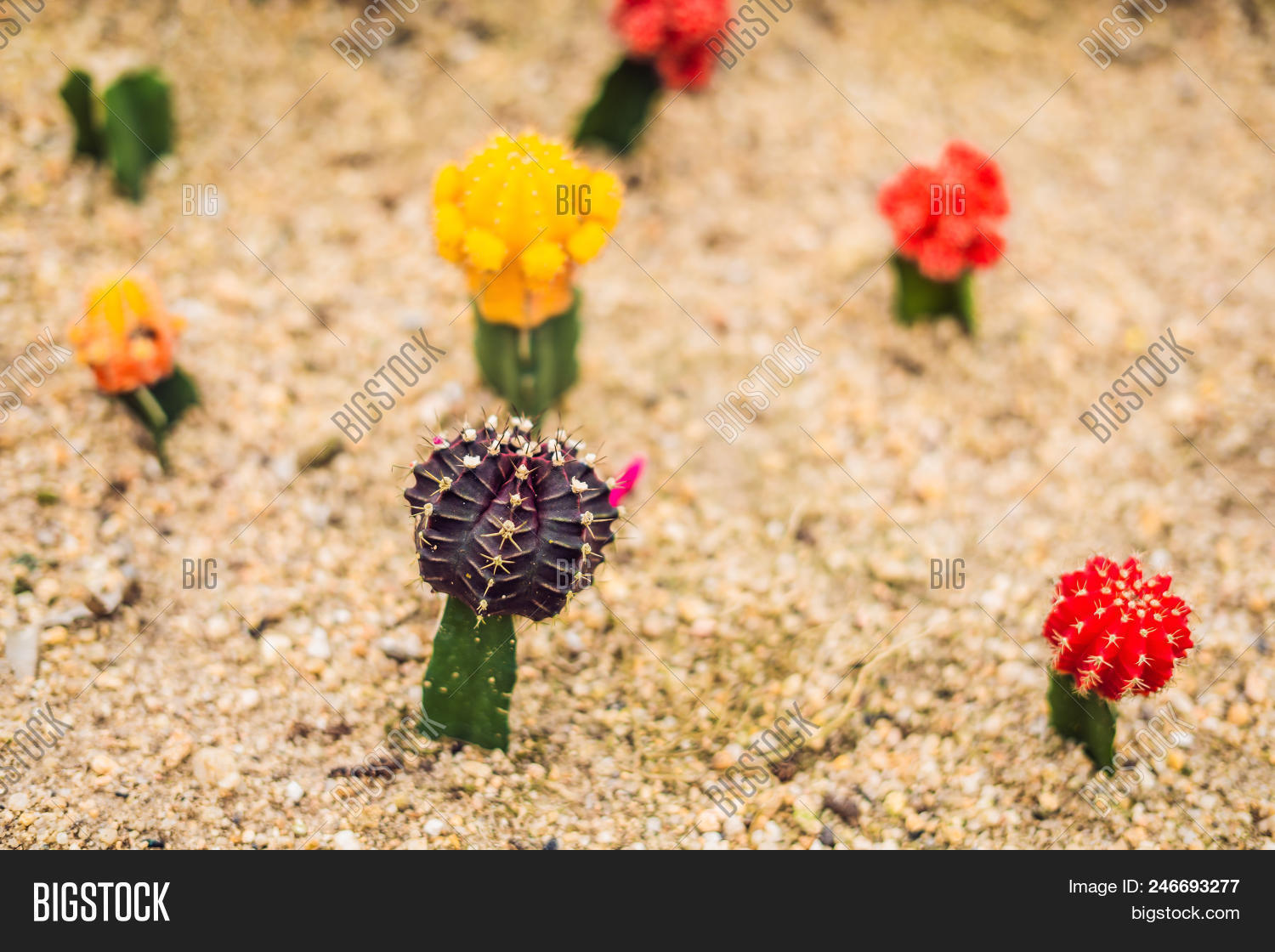 Moon Cactus Image & Photo (Free Trial) | Bigstock