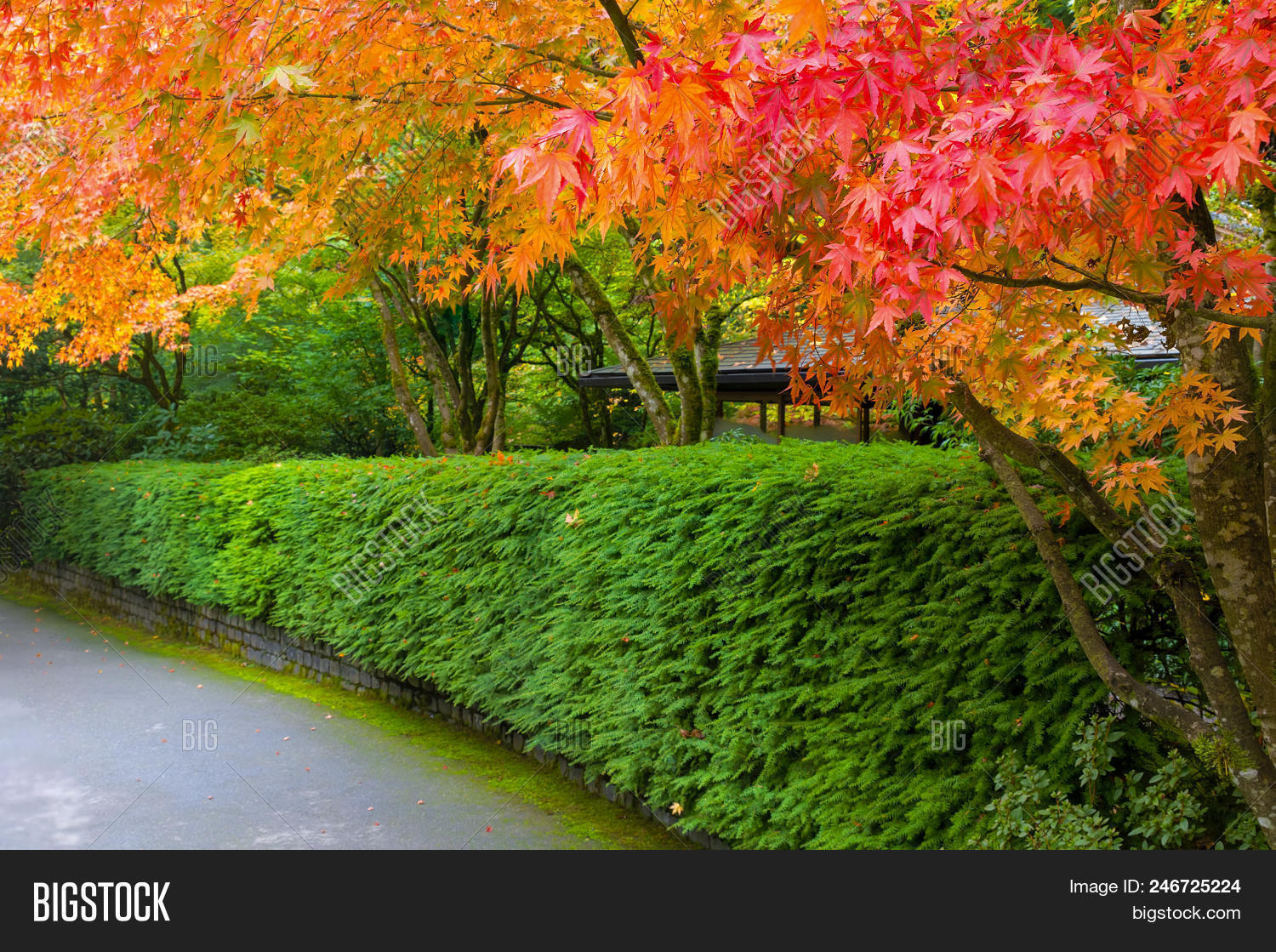 Strolling Path Image & Photo (Free Trial) | Bigstock