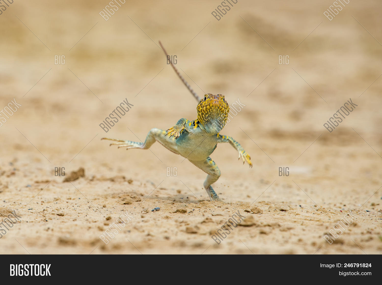 Bearded Dragon", Image & Photo (Free Trial) | Bigstock