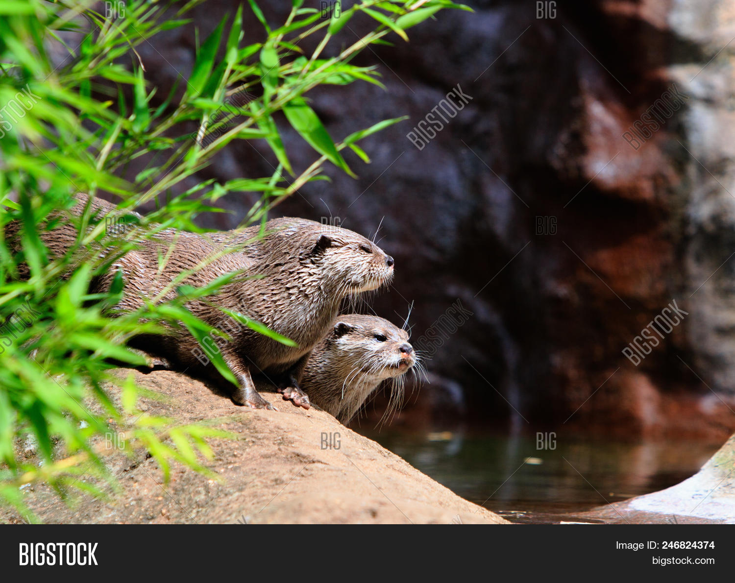Long Clawed Otters Image & Photo (Free Trial) | Bigstock
