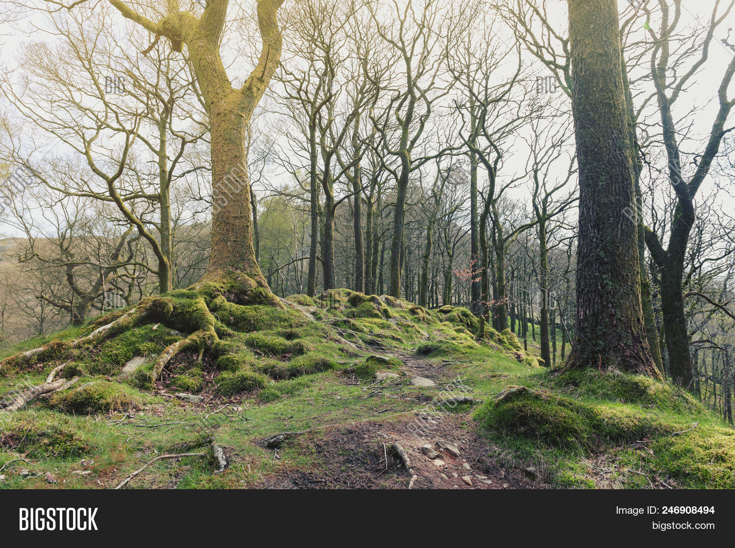 White Moss Walks, Image & Photo (Free Trial) | Bigstock