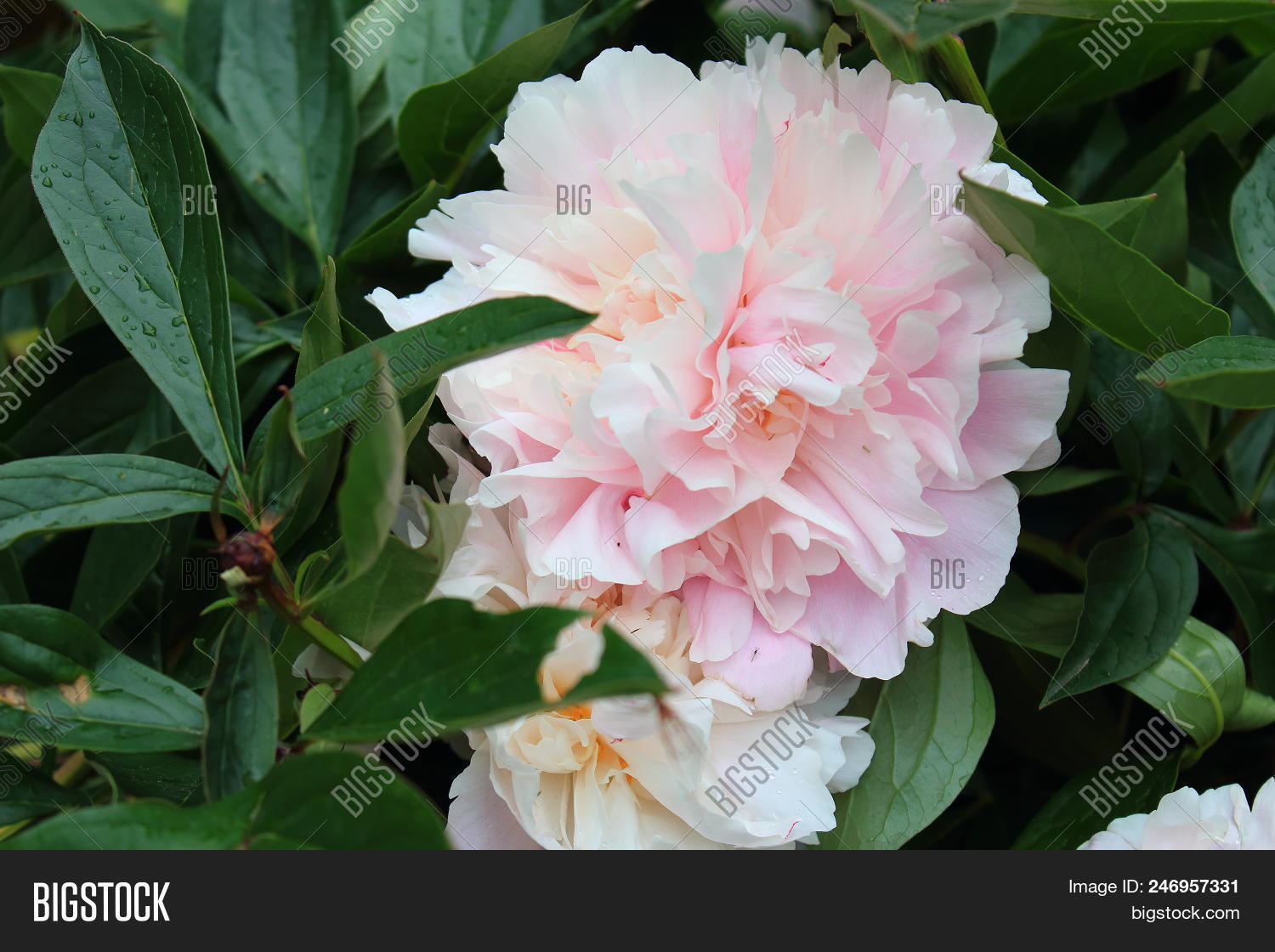 Pale Pink Peonies. Image & Photo (Free Trial) | Bigstock