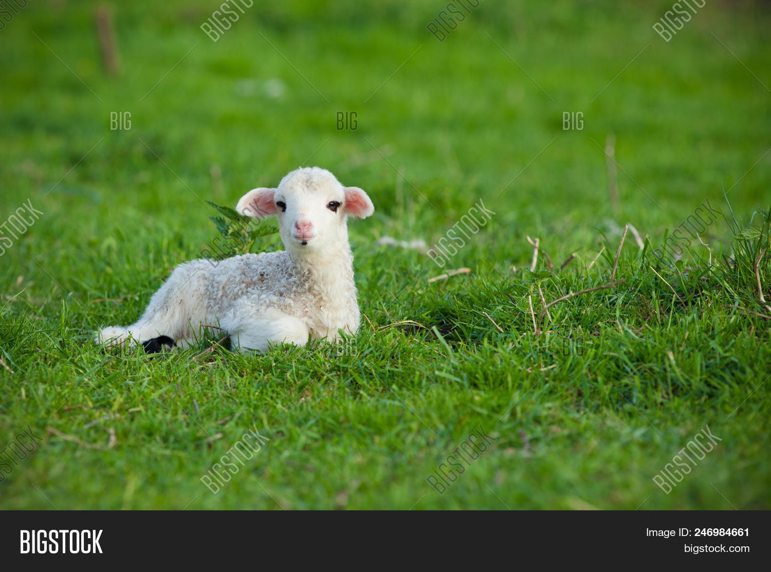 Portrait Cute Little Image & Photo (Free Trial) | Bigstock