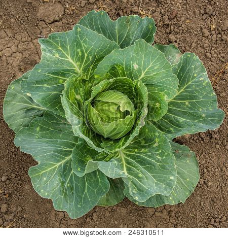 Cabbage Plantation Image & Photo (Free Trial) | Bigstock