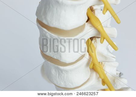 Close- View Nerve Root Image & Photo (Free Trial) | Bigstock