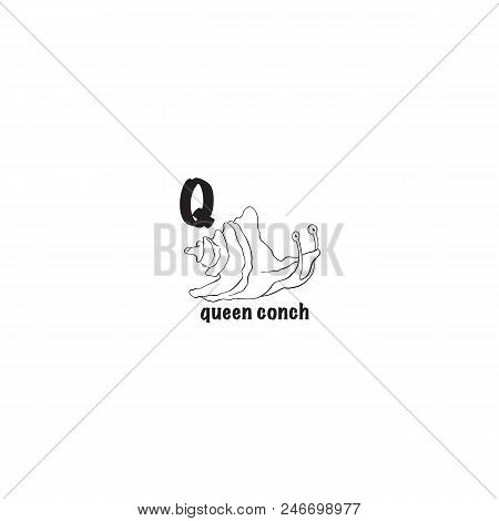 Queen Conch Coloring Vector & Photo (Free Trial) | Bigstock