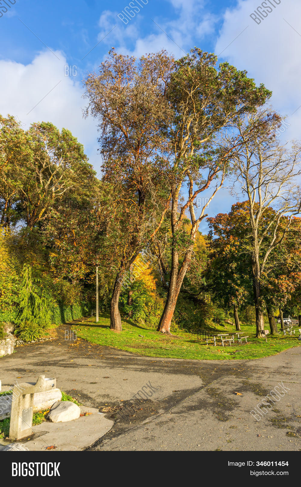 Trees Grow Alon Image & Photo (Free Trial) | Bigstock