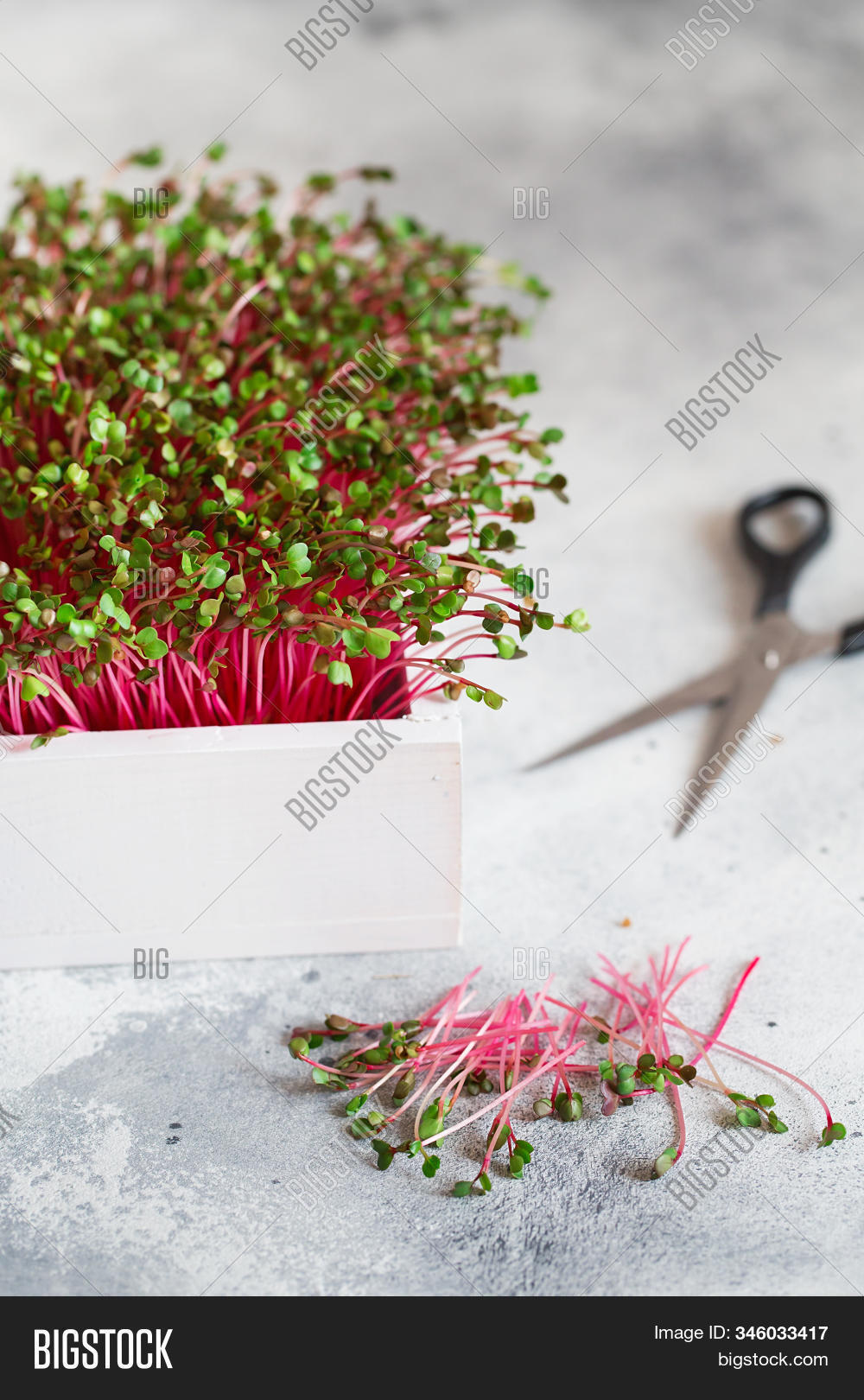 Radish Microgreens - Image & Photo (Free Trial) | Bigstock