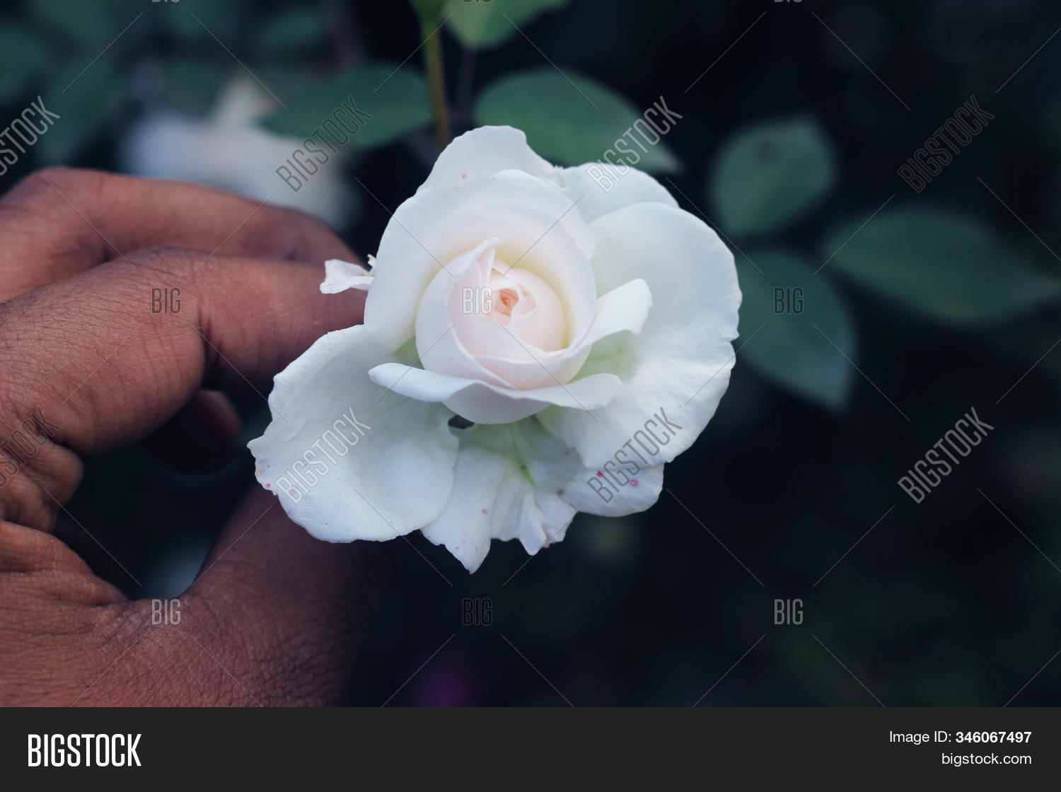 Hybrid Tea Rose. White Image & Photo (Free Trial) | Bigstock