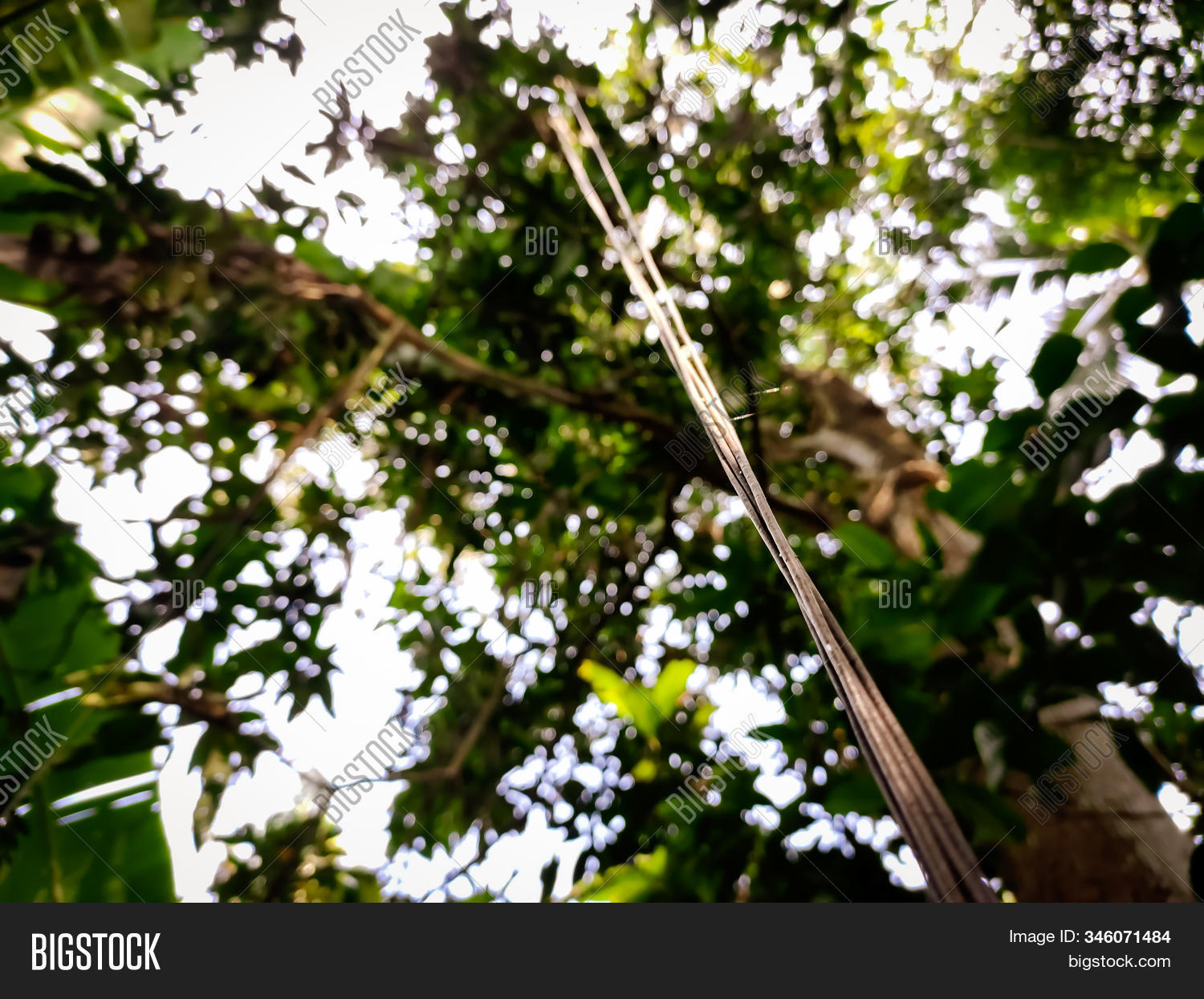 This Pop Roots Banyan Image & Photo (Free Trial) | Bigstock