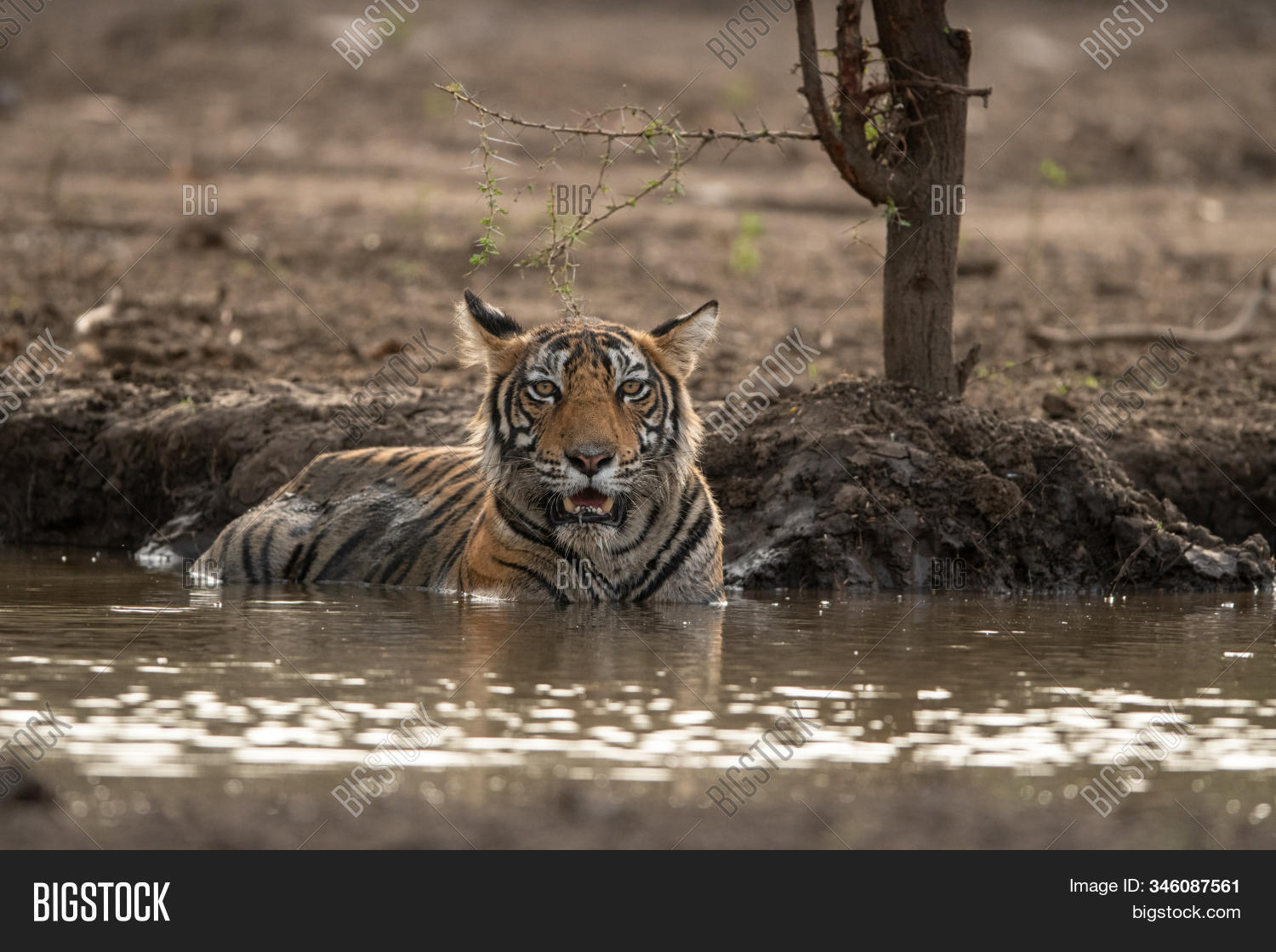 Wild Male Tiger Image & Photo (Free Trial) | Bigstock