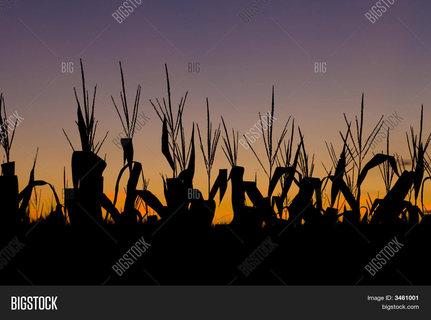Corn Field Sunset Image & Photo (Free Trial) | Bigstock