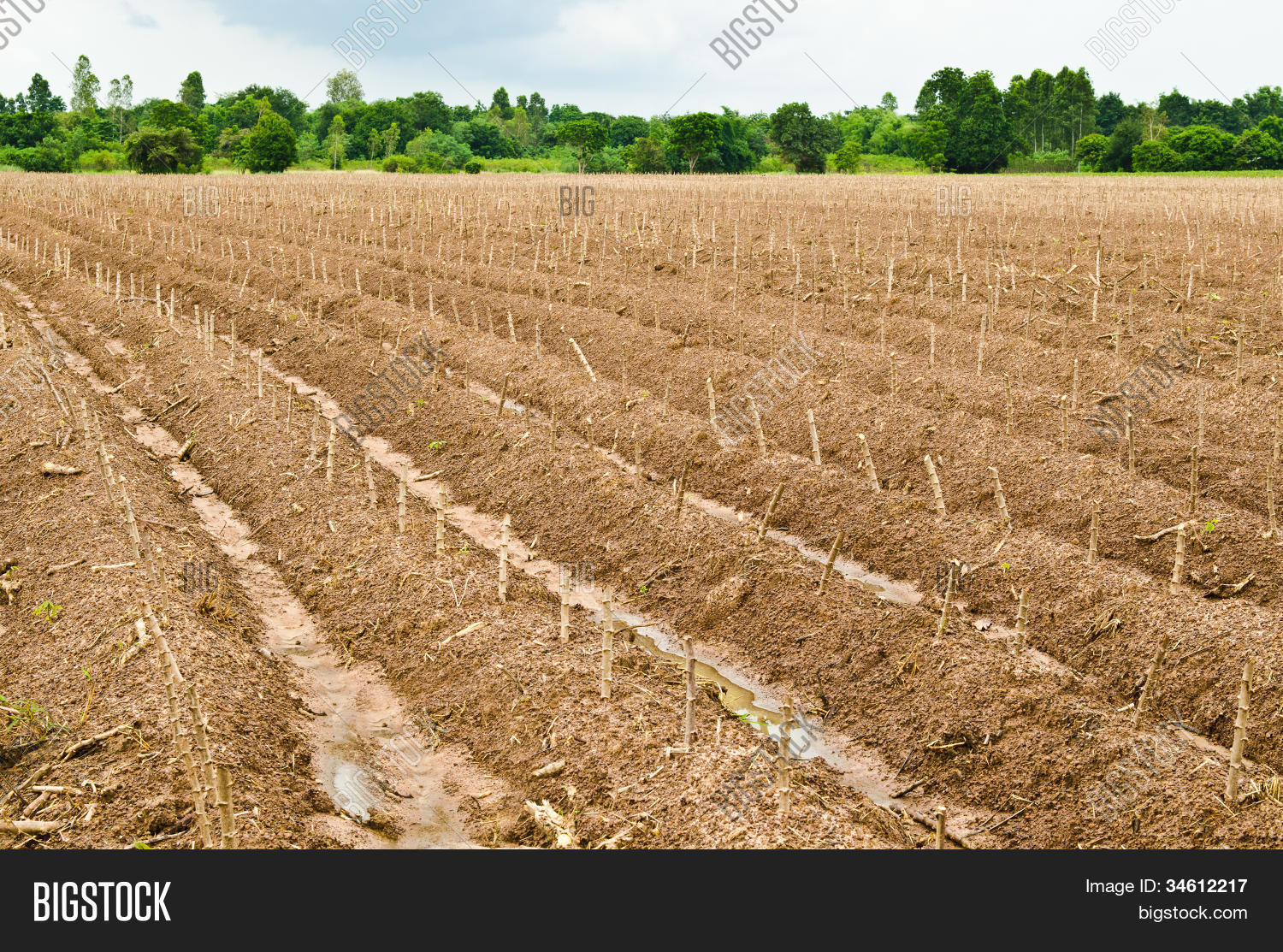 Cassava Manioc Plant Image & Photo (Free Trial) | Bigstock
