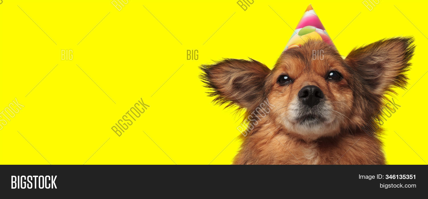 Close Cute Metis Dog Image & Photo (Free Trial) | Bigstock