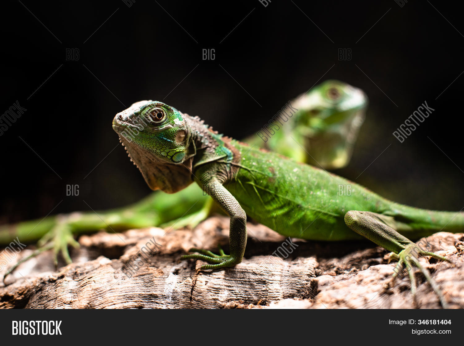 Lizard Families Image & Photo (Free Trial) | Bigstock