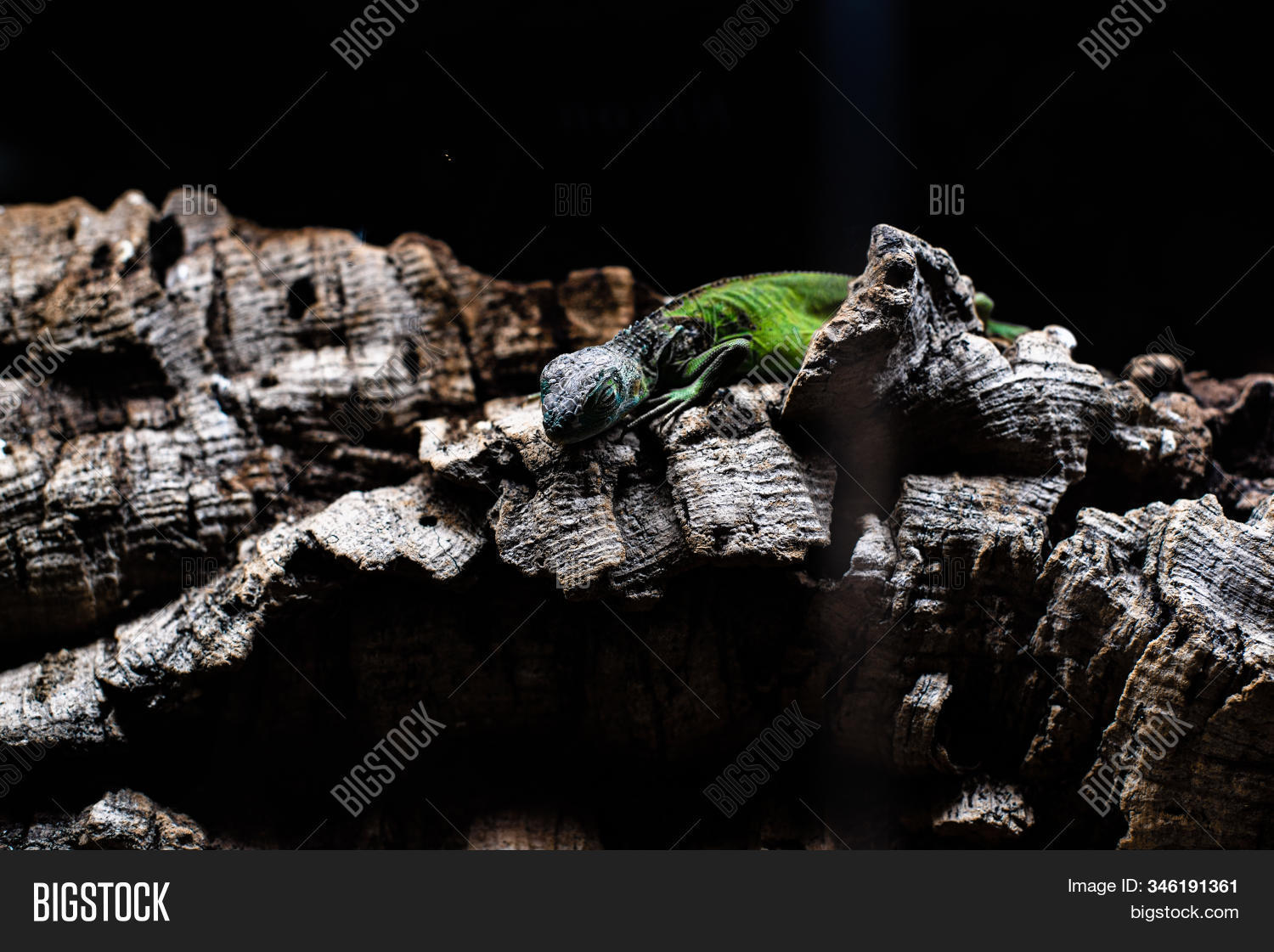 Green Lizard Long Tail Image & Photo (Free Trial) | Bigstock