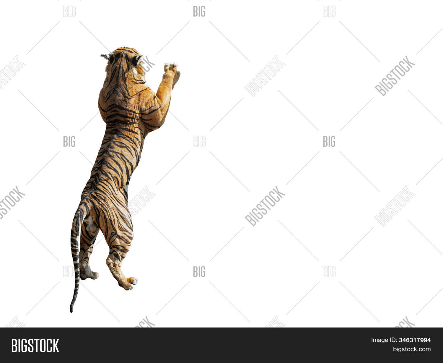 Closeup Bengal Tiger Image & Photo (Free Trial) | Bigstock
