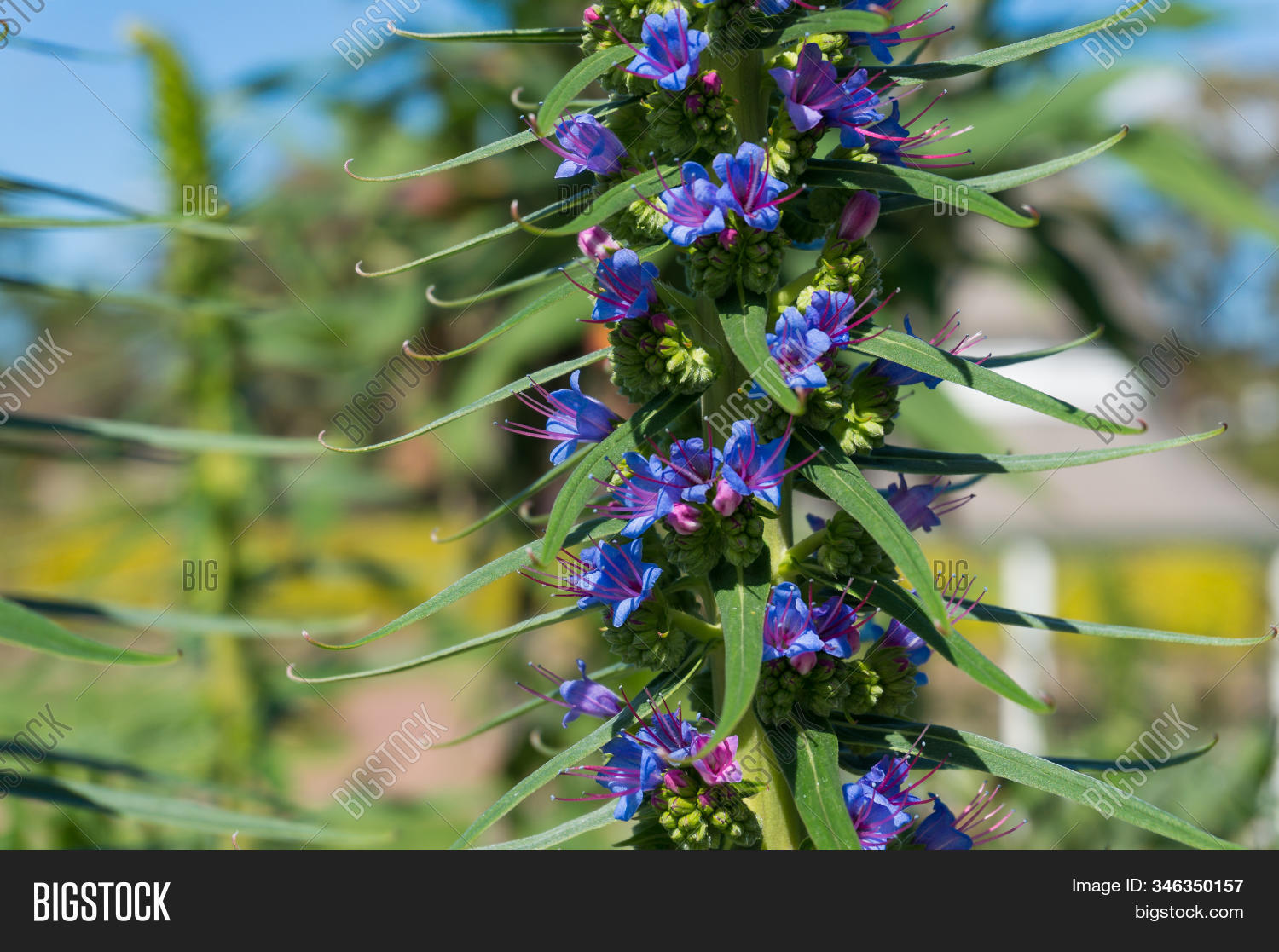 Close Blue Flowers Image & Photo (Free Trial) | Bigstock