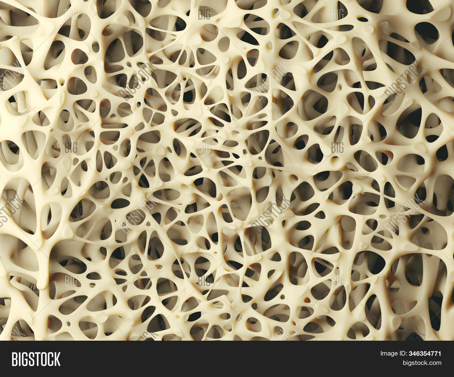 Realistic Bone Spongy Image & Photo (Free Trial) | Bigstock