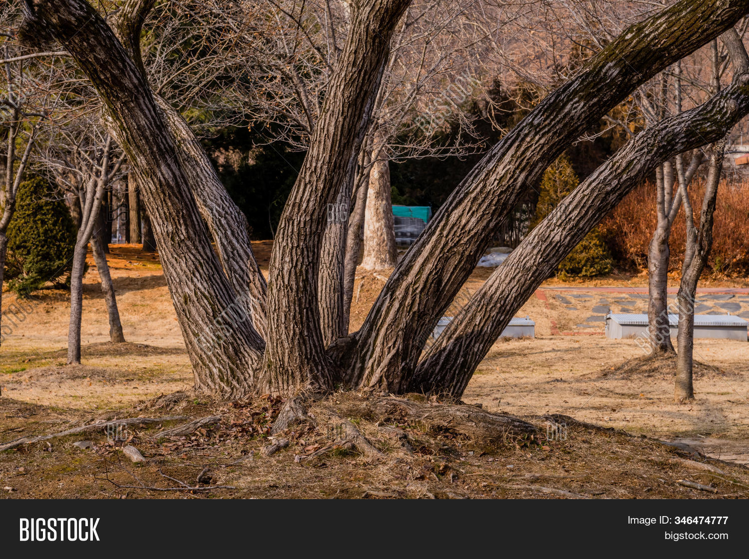 Six Trees Growing Image & Photo (Free Trial) | Bigstock