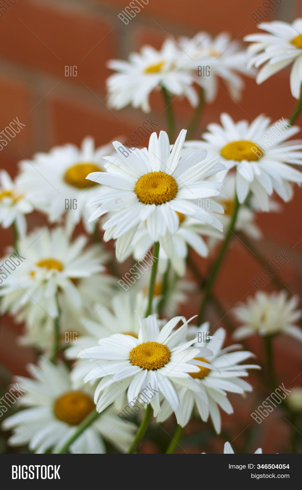 Lots White Daisy Image & Photo (Free Trial) | Bigstock