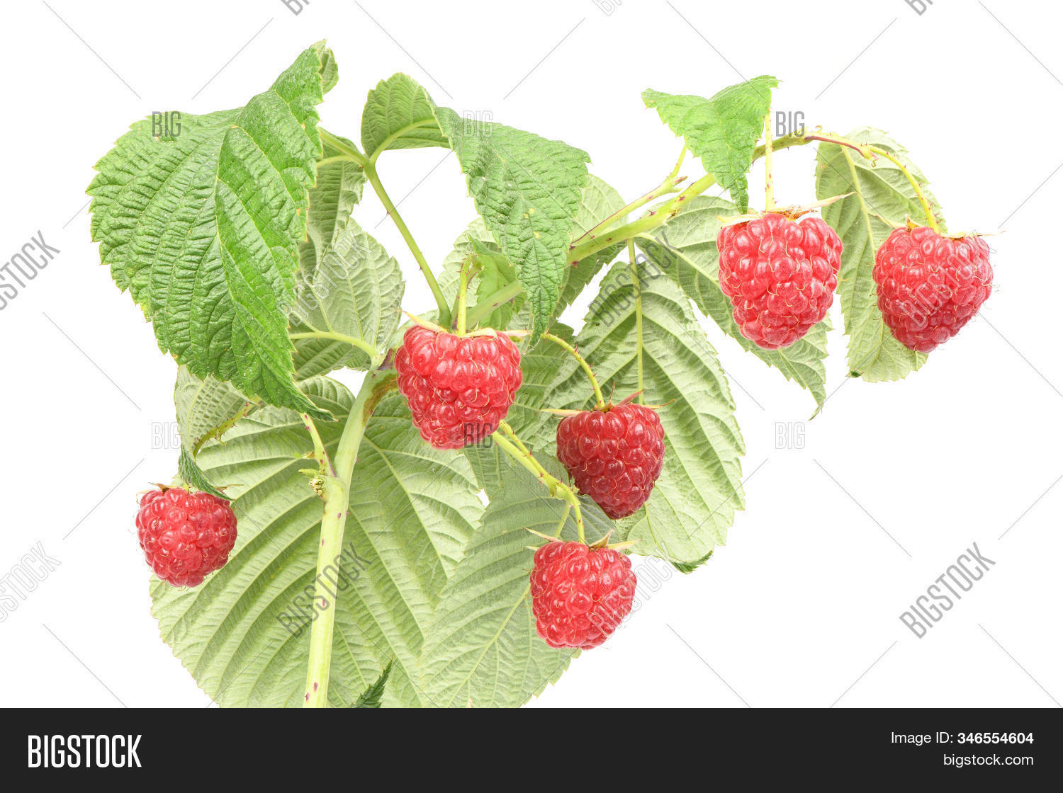 Ripe Raspberry Image & Photo (Free Trial) | Bigstock