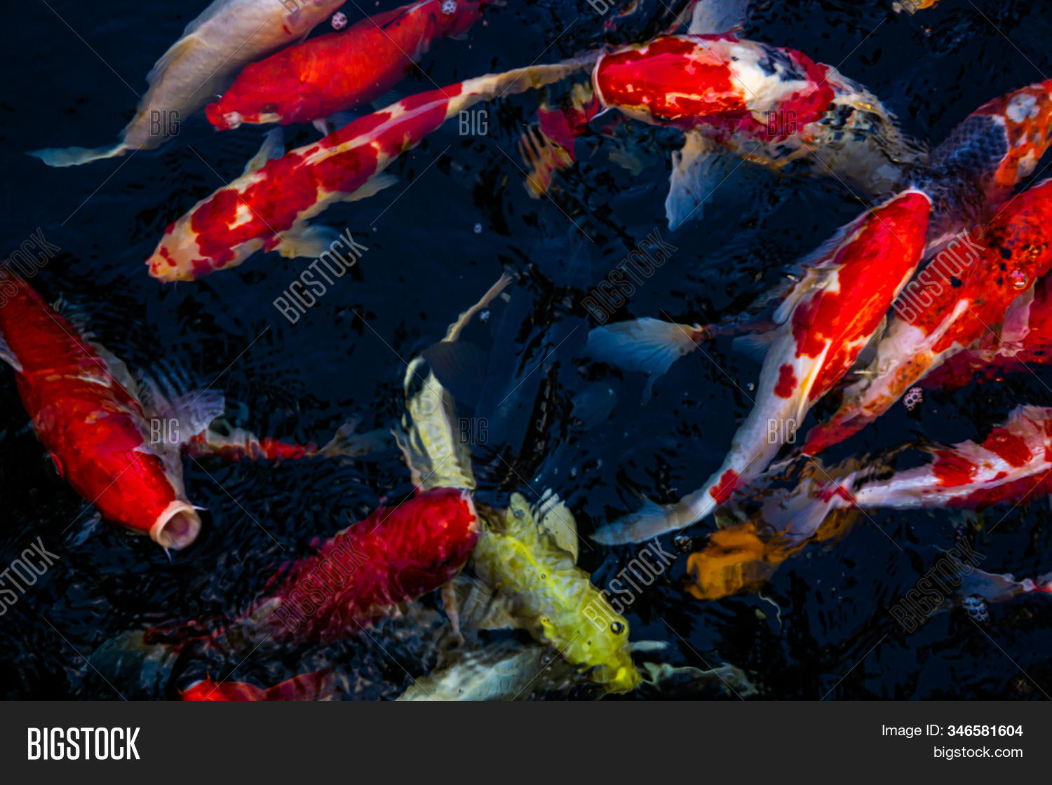 Japan Koi Fish Image & Photo (Free Trial) | Bigstock
