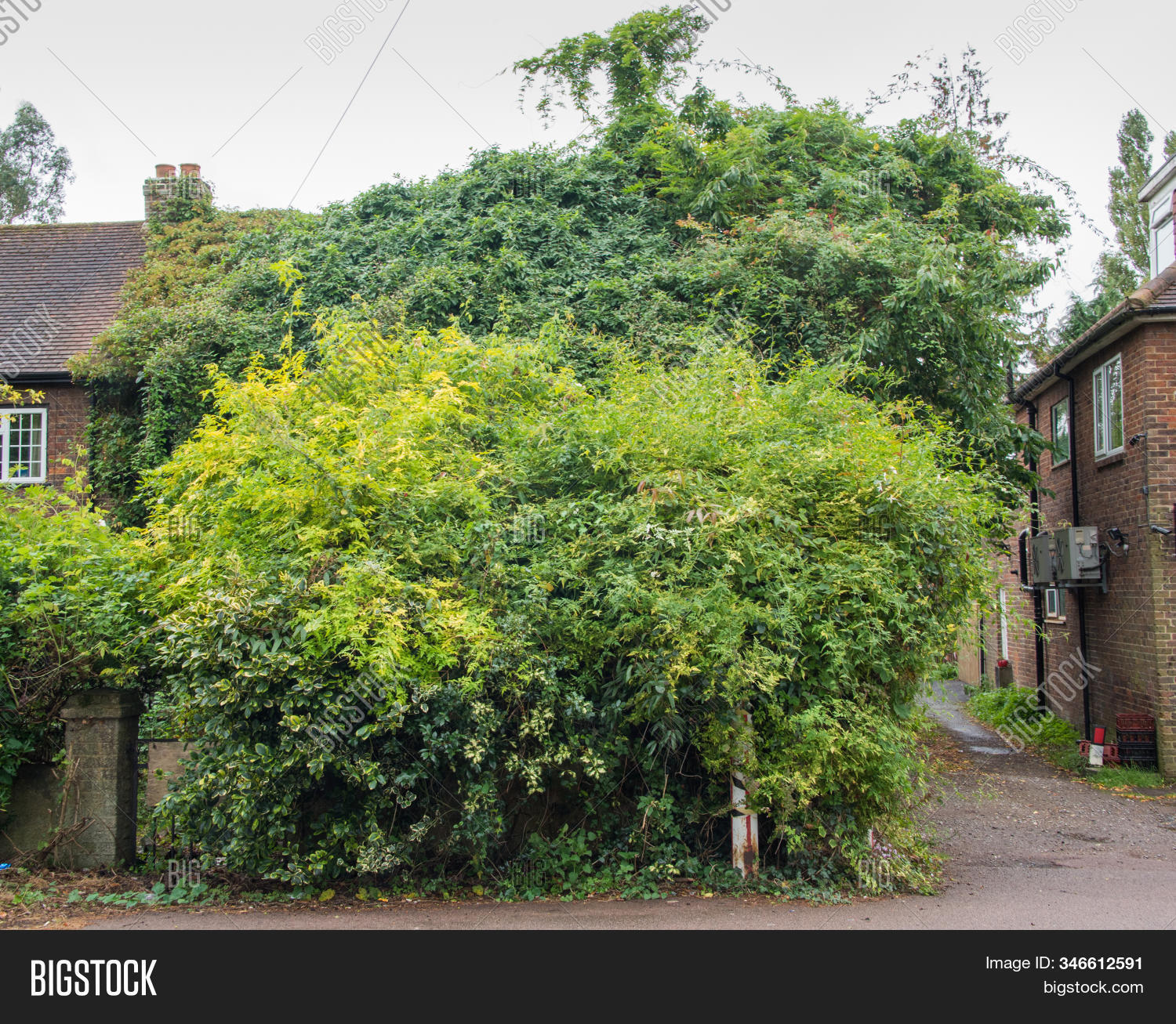 House Covered Image & Photo (Free Trial) | Bigstock