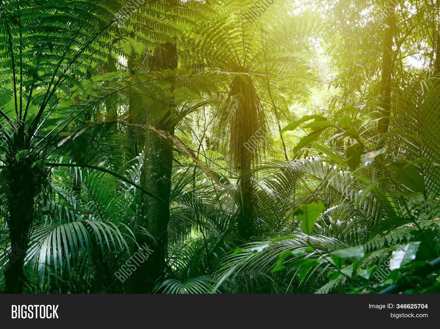 Tree Canopy Tropical Image & Photo (Free Trial) | Bigstock