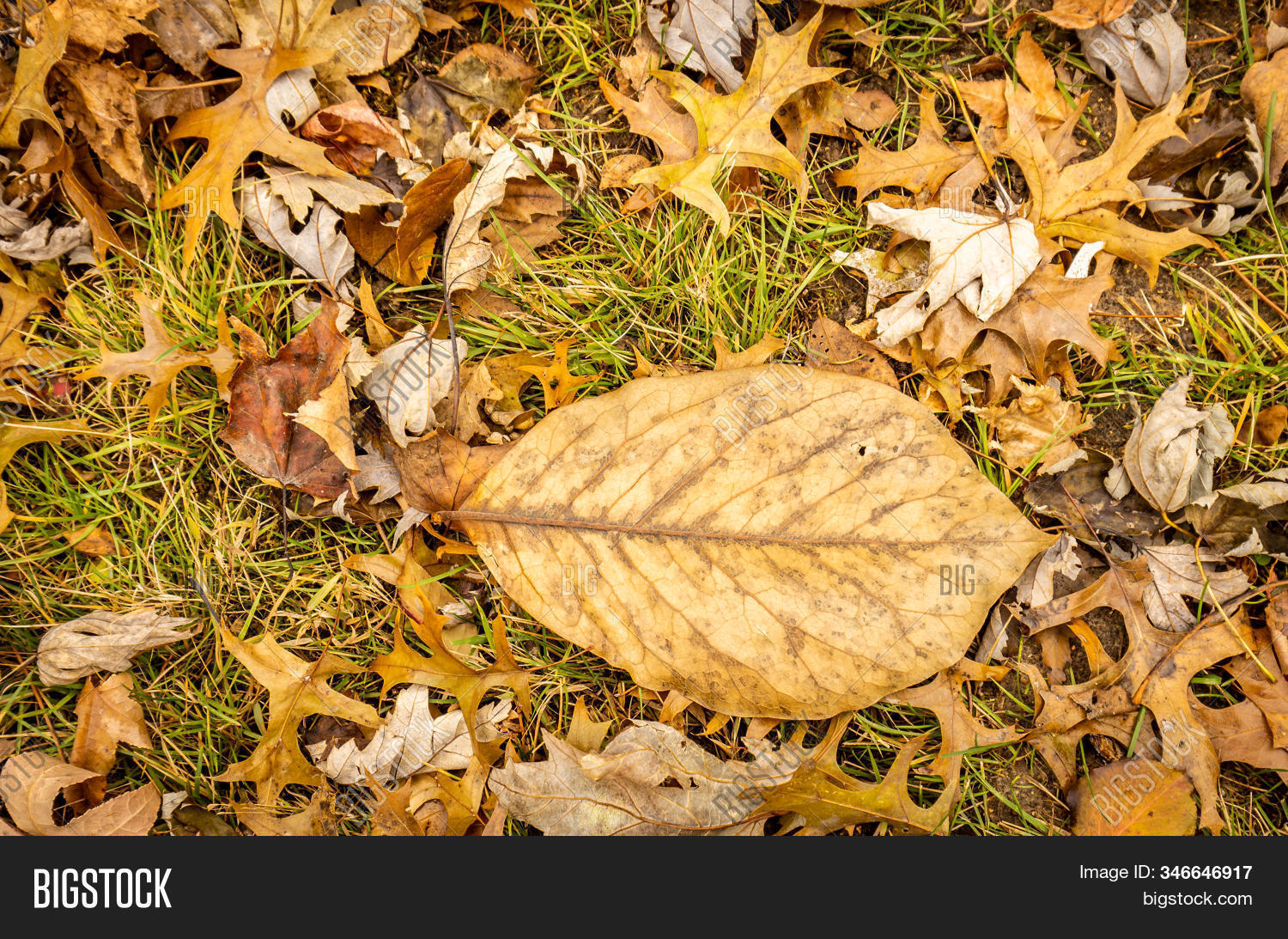 Giant Fall Leaf On Image & Photo (Free Trial) | Bigstock