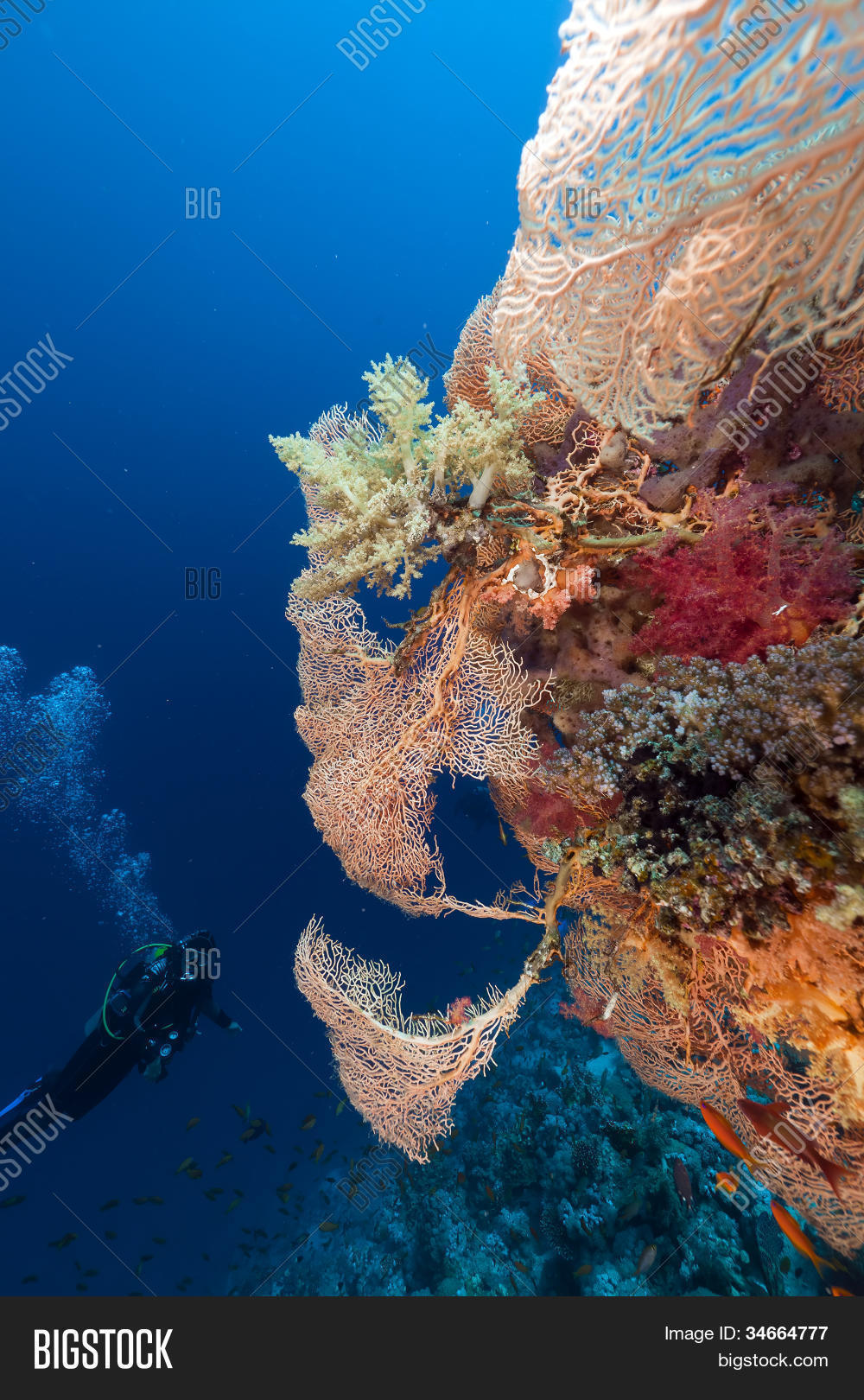 Diver Giant Sea Fan Image & Photo (Free Trial) | Bigstock