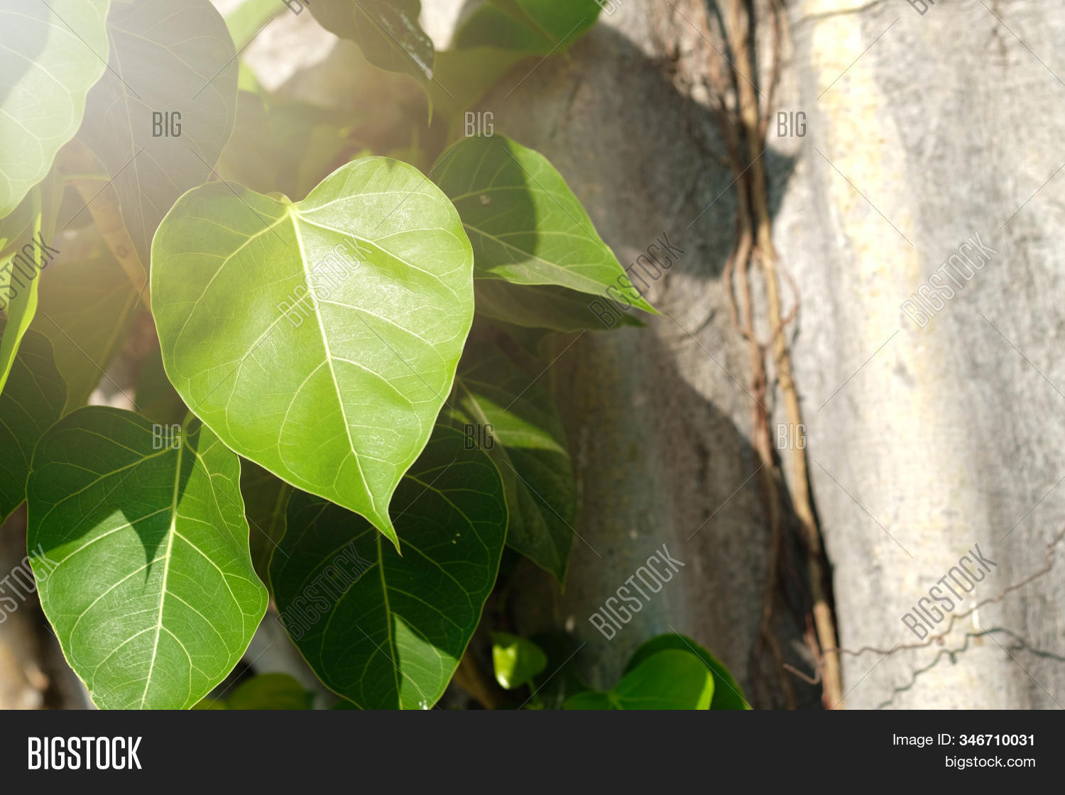 Green Leaf Pho Leaf, ( Image & Photo (Free Trial) | Bigstock